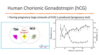 Thyroid and Pregnancy, Review of Physiology | PPTX