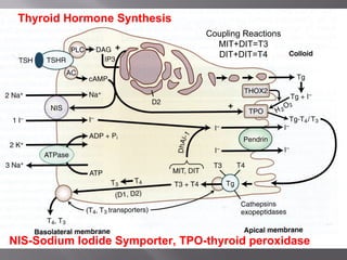 Thyroid & antithyroid drugs | PPT
