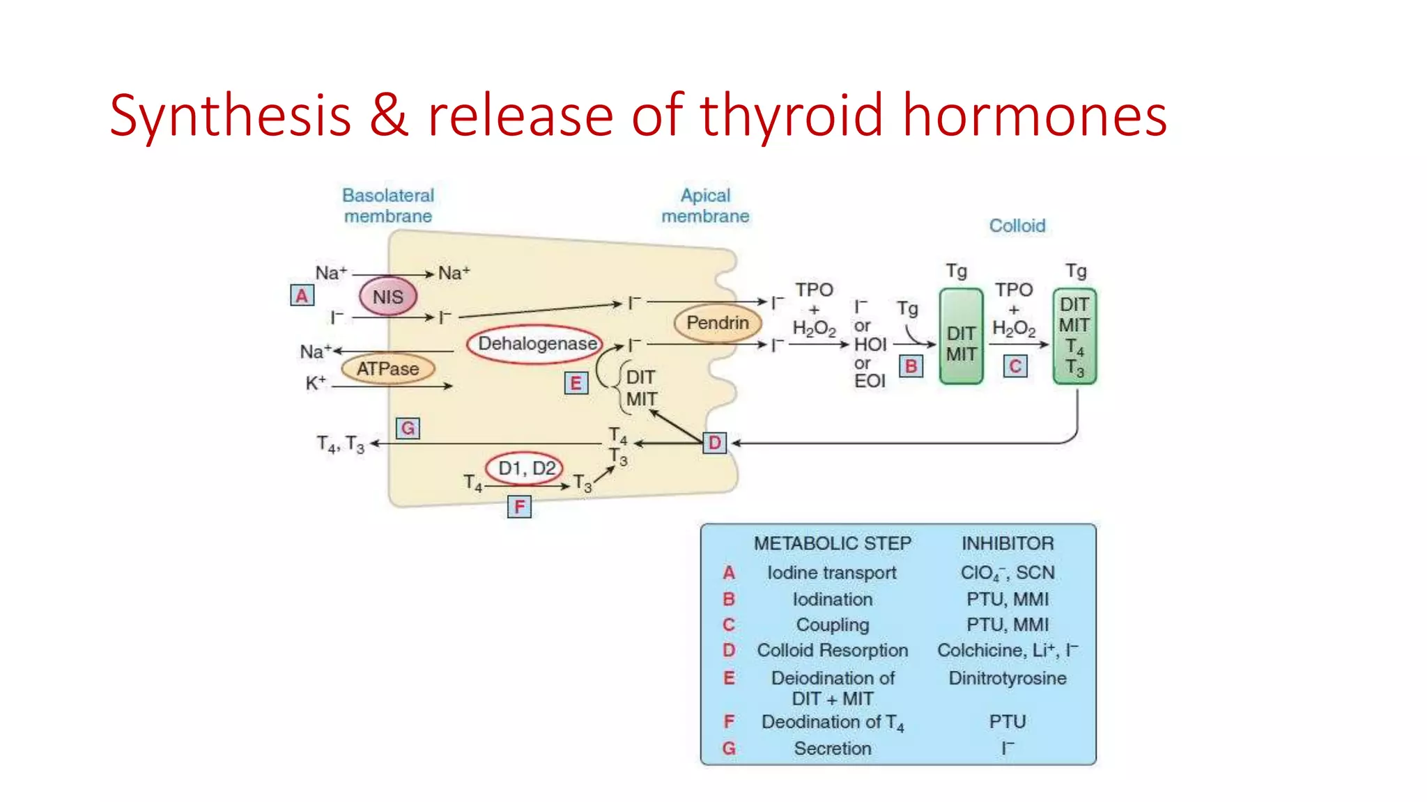 Thyroid & antithyroid drugs | PPT