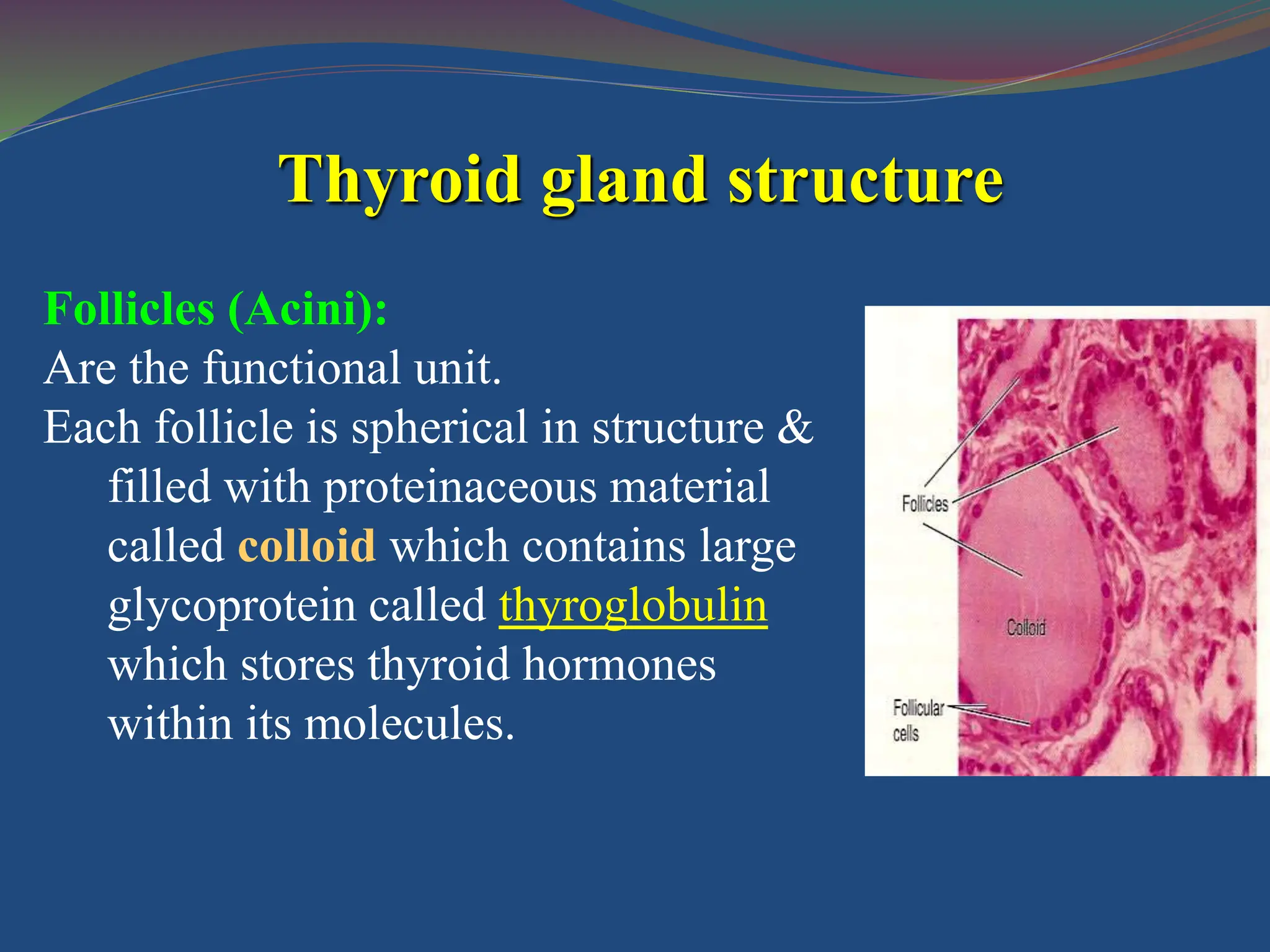 Thyroid & Antithyroid drugs Nursing (1).ppt
