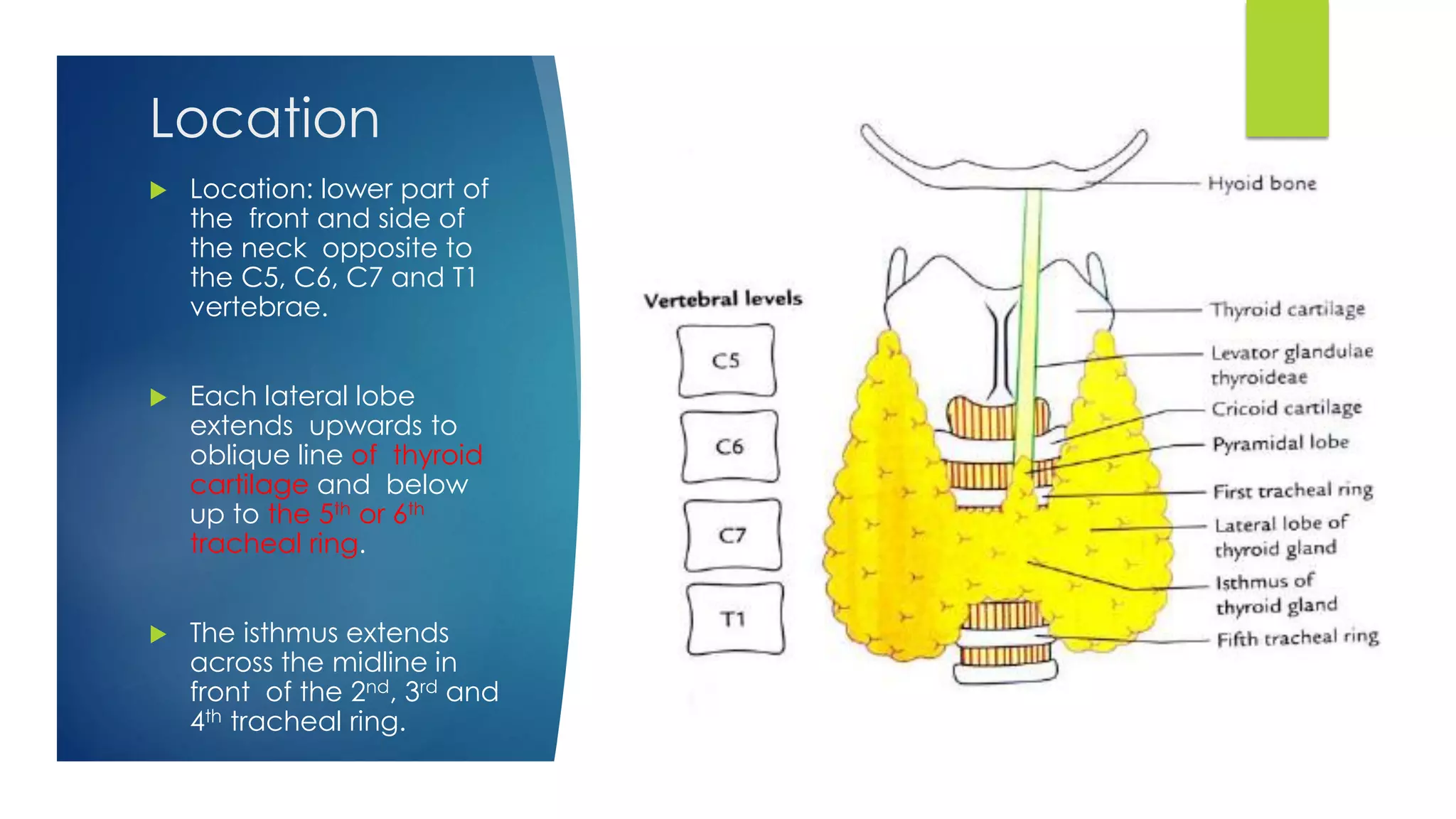 Thyroid basics and benign diseases | PDF