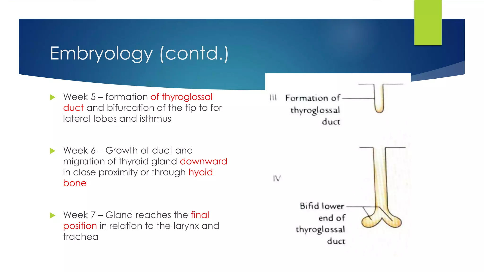 Thyroid basics and benign diseases | PDF