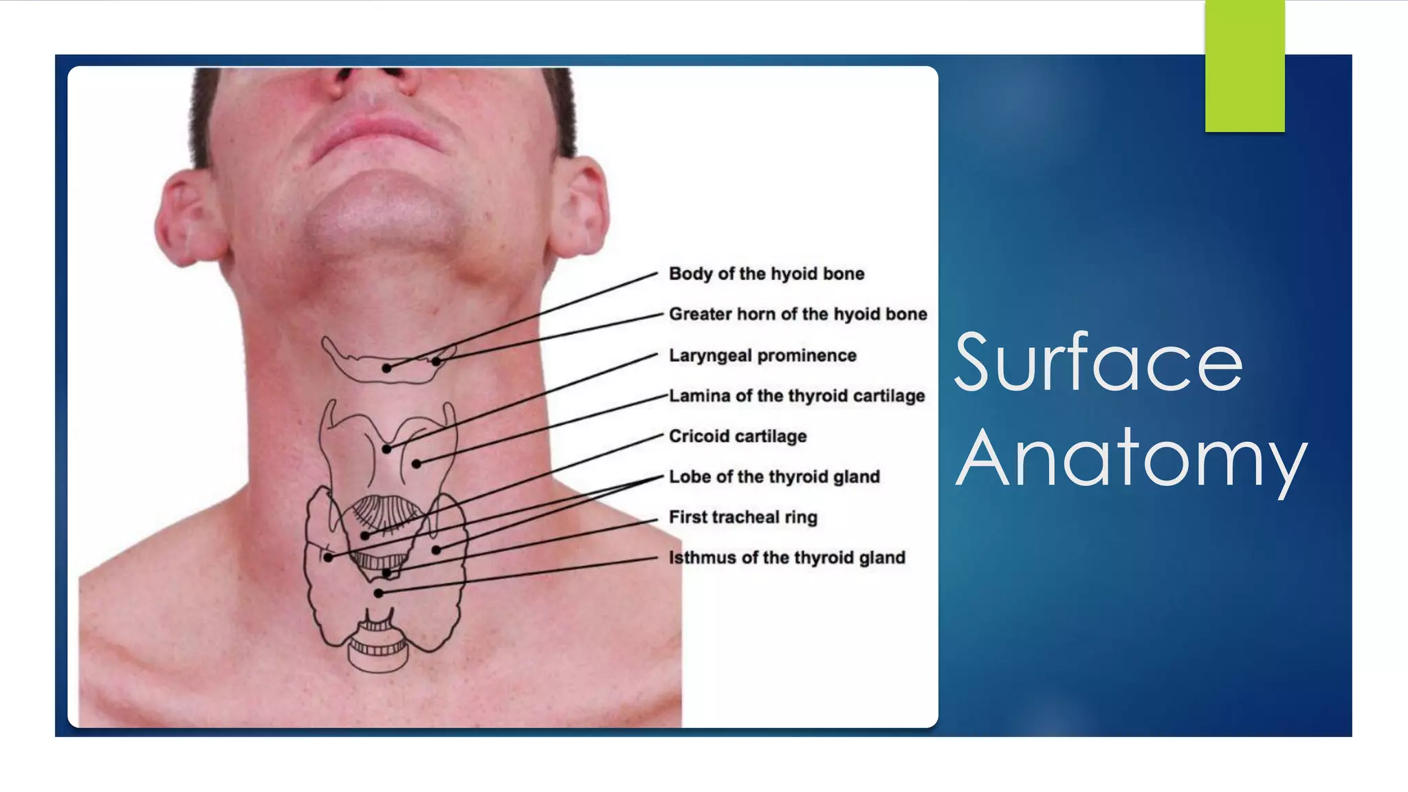 Thyroid basics and benign diseases | PDF