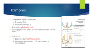 Thyroid basics and benign diseases | PDF