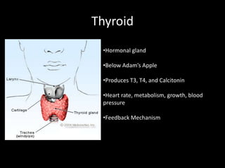 Thyroid cancer ppt | PPTX | Thyroid Disorders | Endocrine and Metabolic Diseases