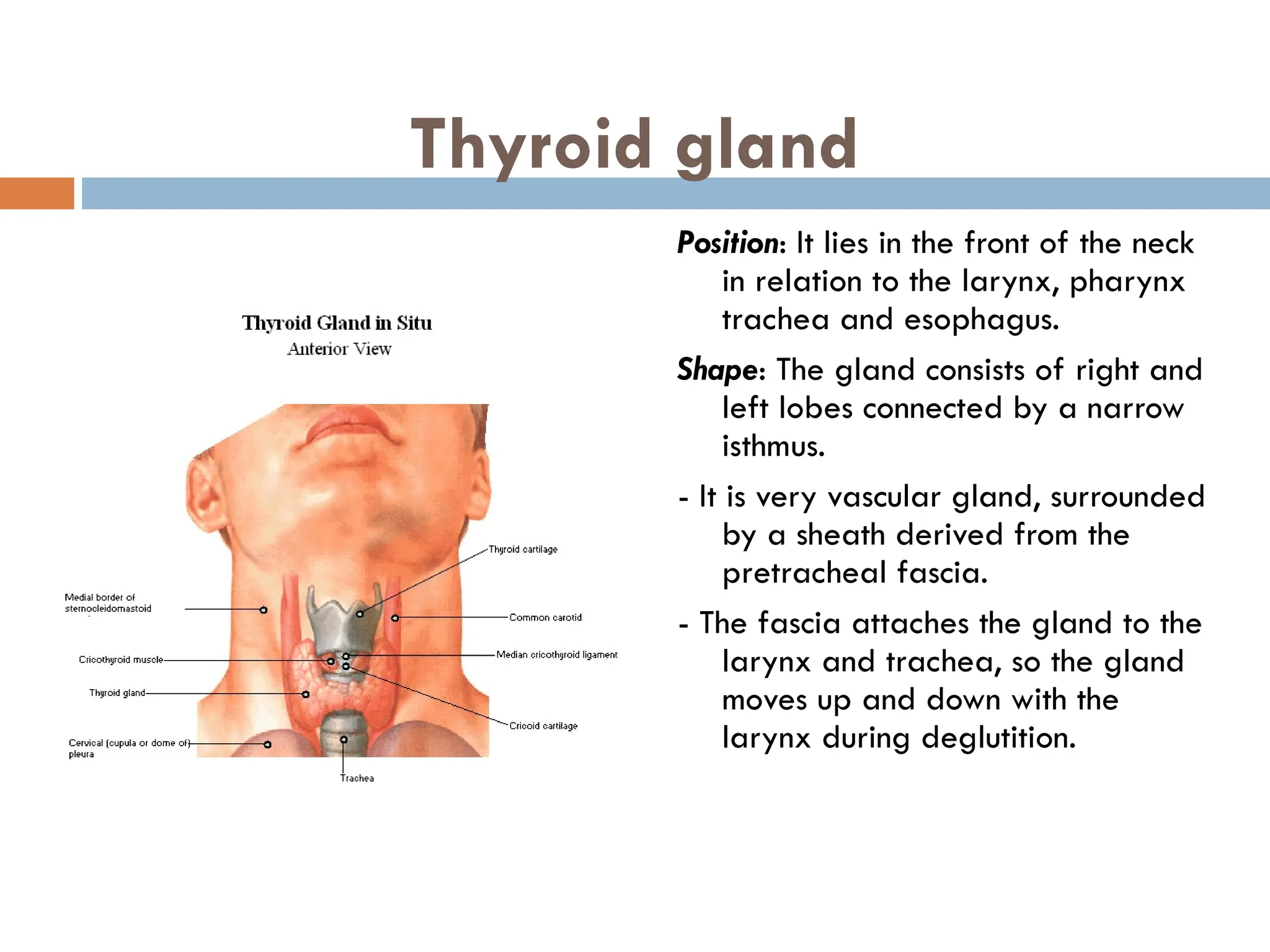 thyroid clinical for medical students .ppt