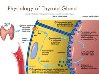 thyroid clinical for medical students .ppt