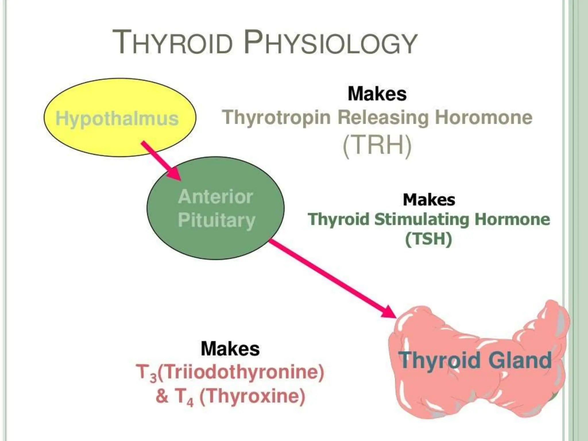 THYROID DISORDERS ( Hyperthyroidism and Hypothyroidism)Presentation ...