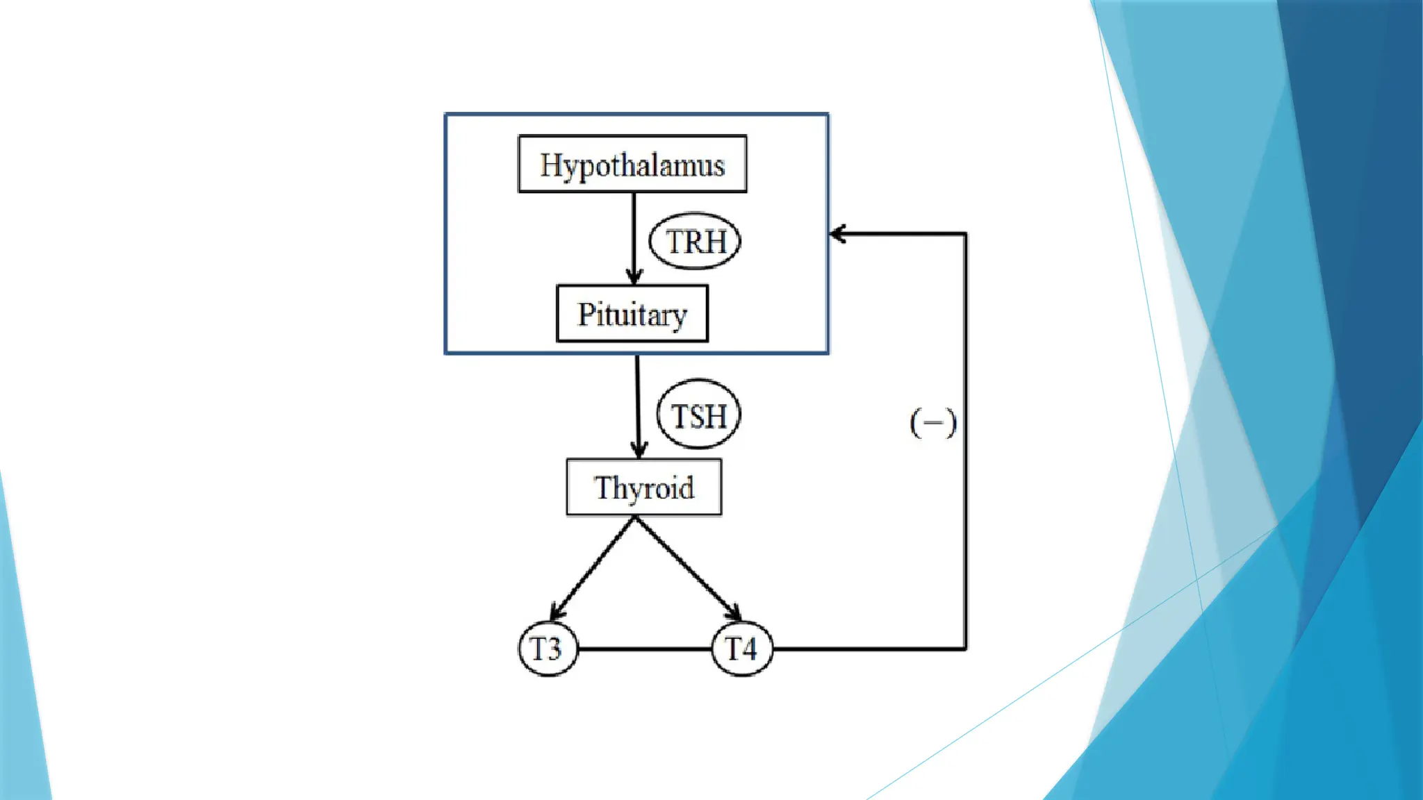 thyroid disorders.pptx, types, flowchart, clinical manifestation, hyper ...