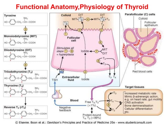 thyroid disorders in pregnancy and its management.pptx