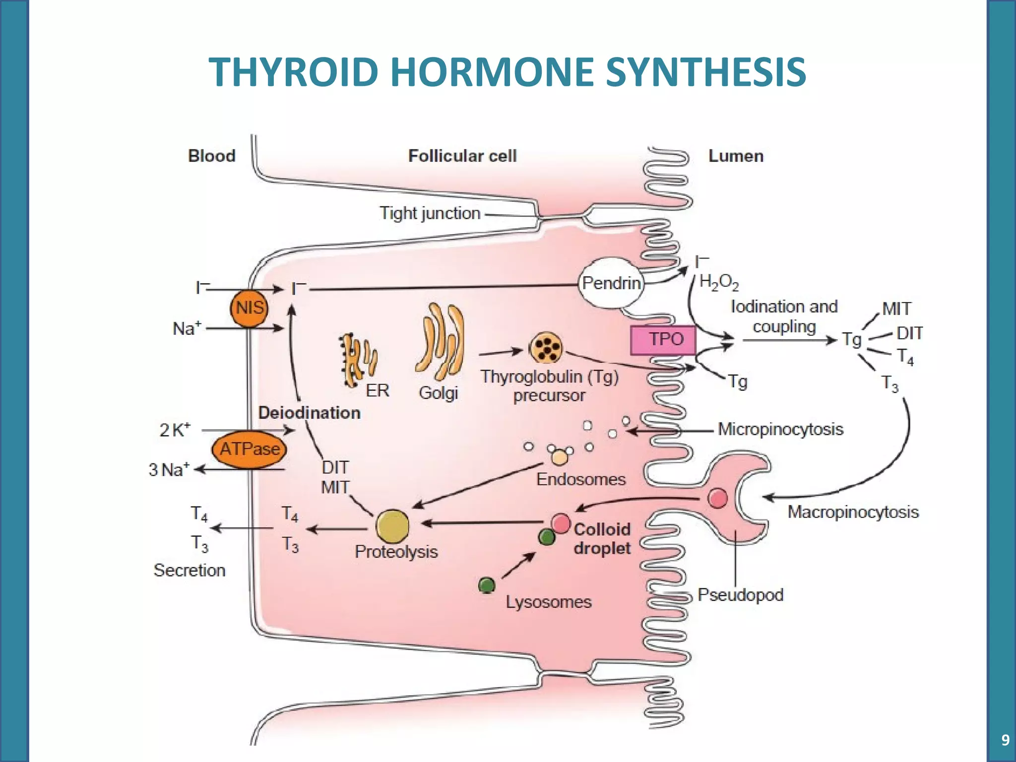 Thyroid Physiology Dr.Ahmed Al-Sayed | PPT