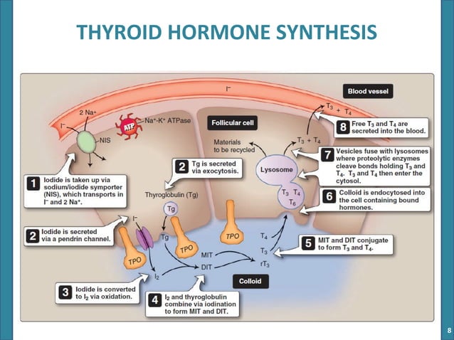 Thyroid Physiology Dr.Ahmed Al-Sayed | PPT