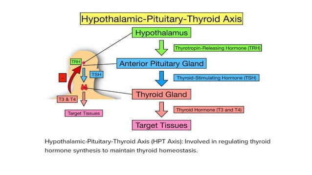 Thyroid dysfunction and insulin resistance journal ppt.pptx