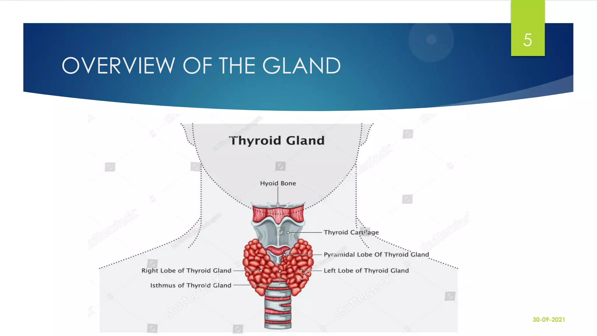 Thyroidectomy | PDF