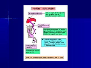 Thyroid embryology | PPT