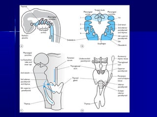 Thyroid embryology | PPT