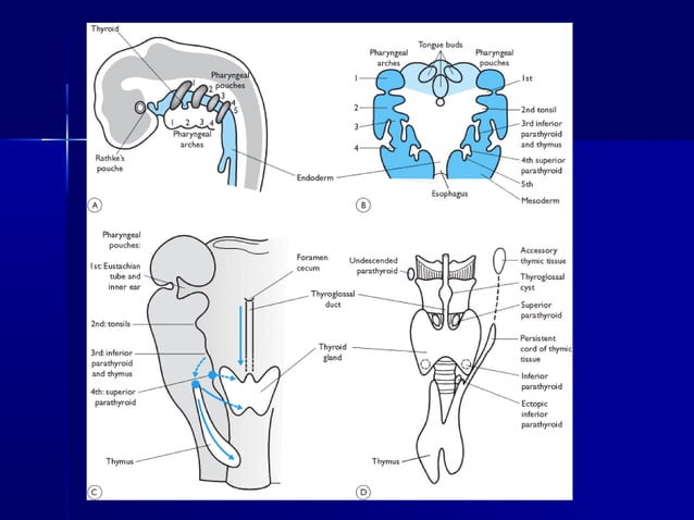 Thyroid embryology | PPT