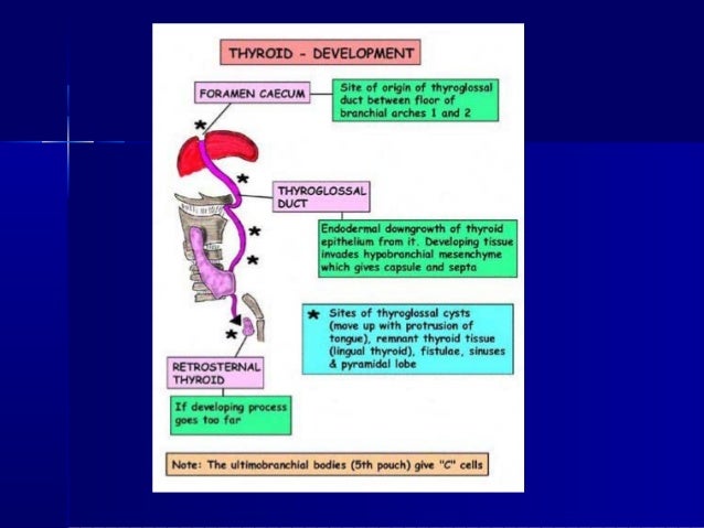 Thyroid embryology
