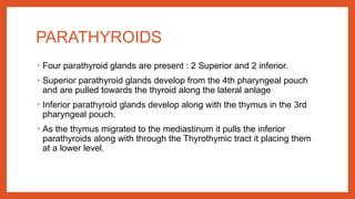 THYROID – EMBRYOLOGY and ANATOMY final.pptx