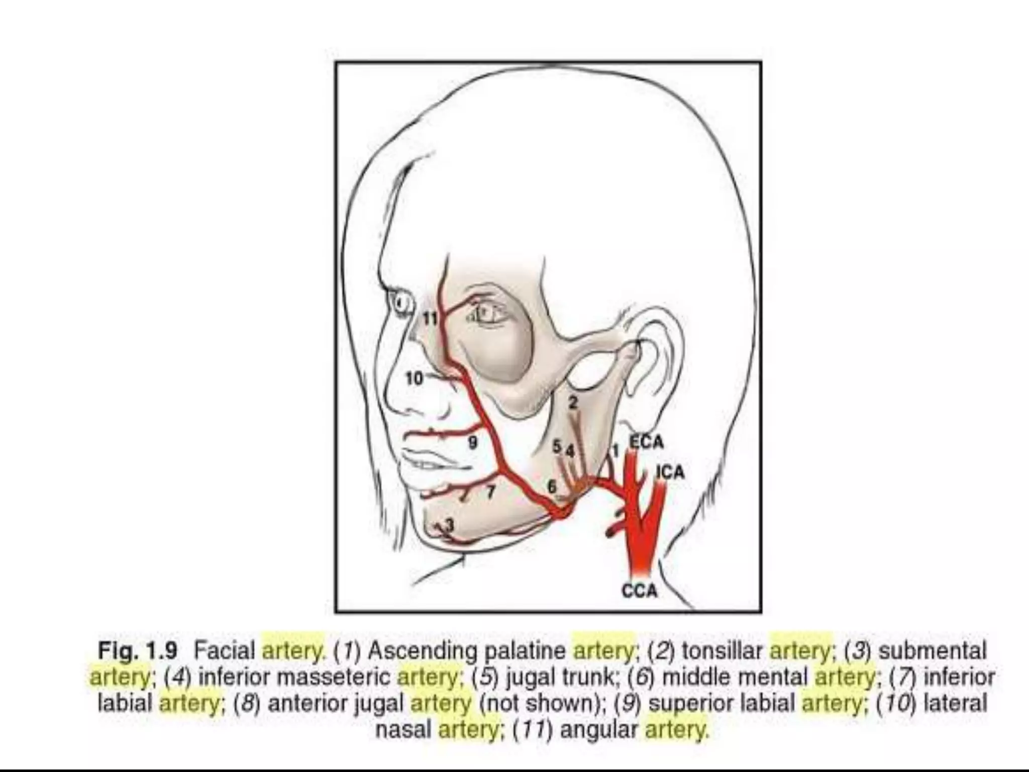 Thyroid, facial and lingual artery -- Anatomy and anastomosis | PPTX