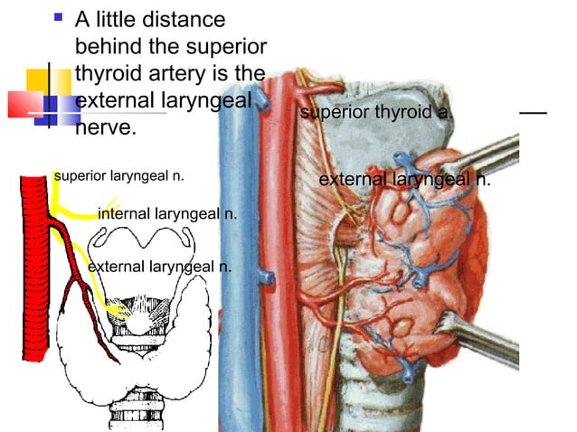 Thyroid final [part 1] | PPT