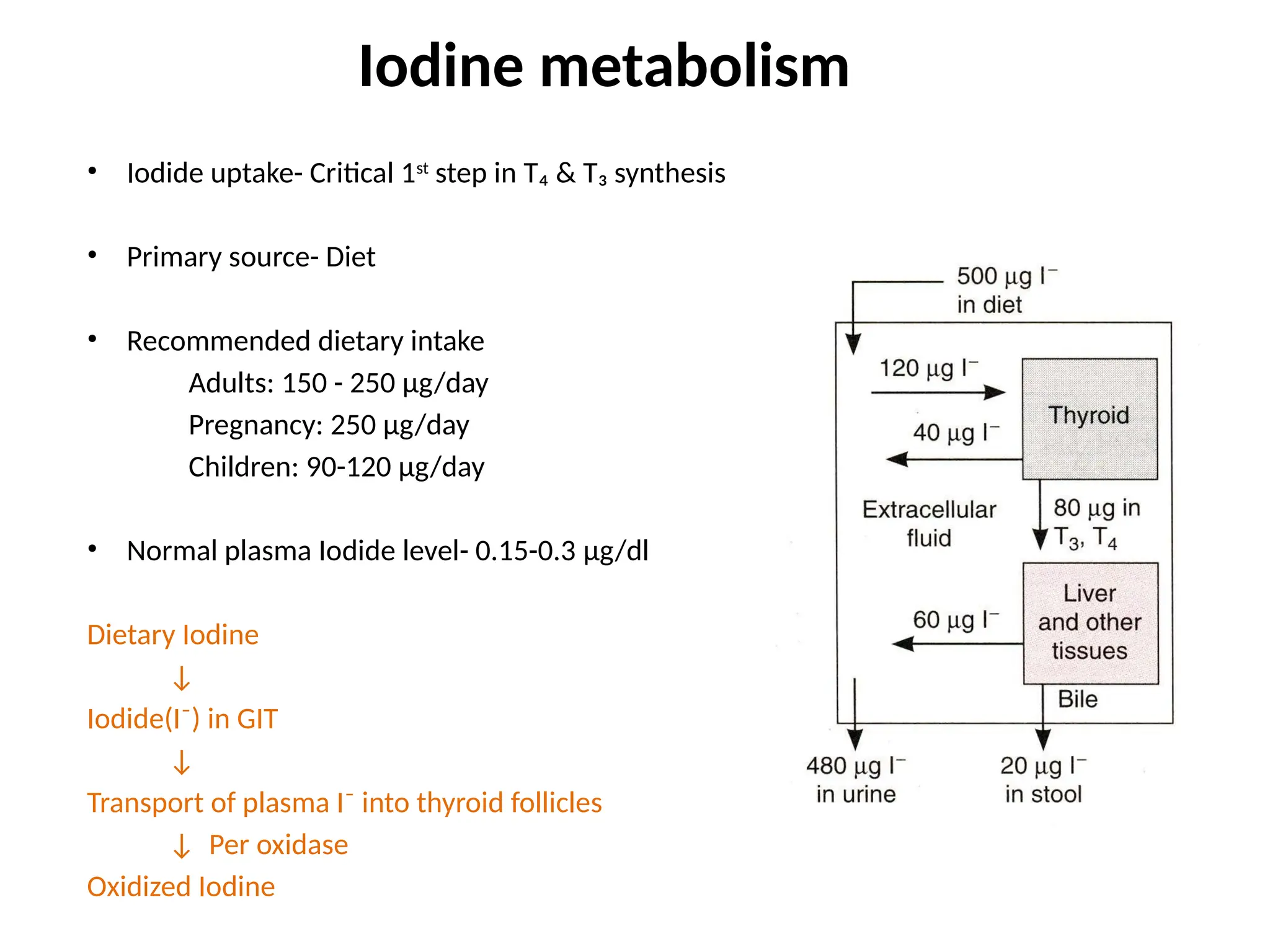 functions and metabolism of Thyroid gland and thyroid function tests | PPTX