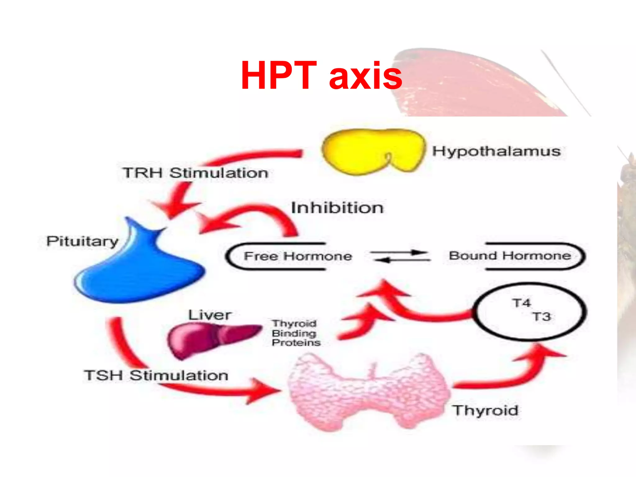 Thyroid Function Tests Pptx