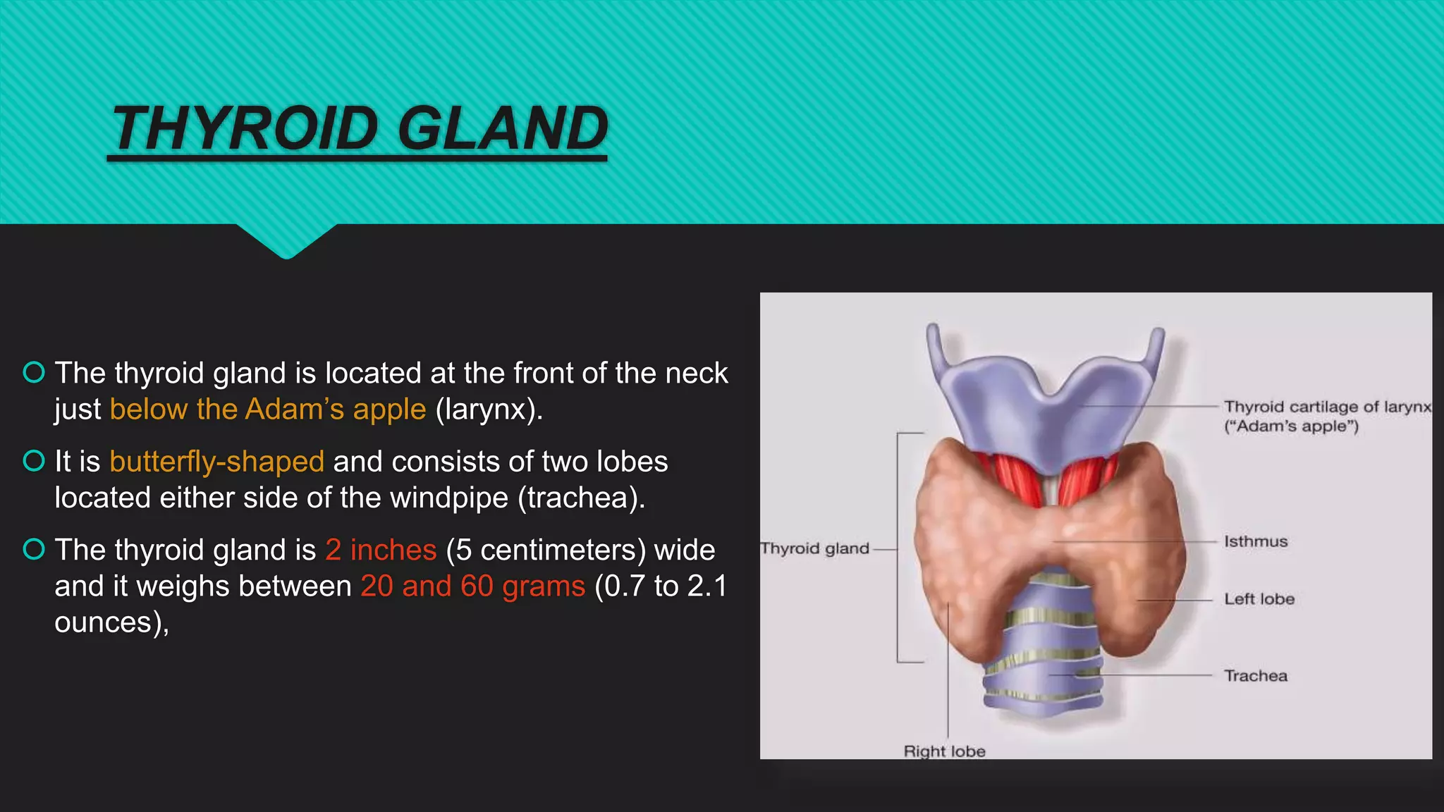 Thyroid function tests | PPTX