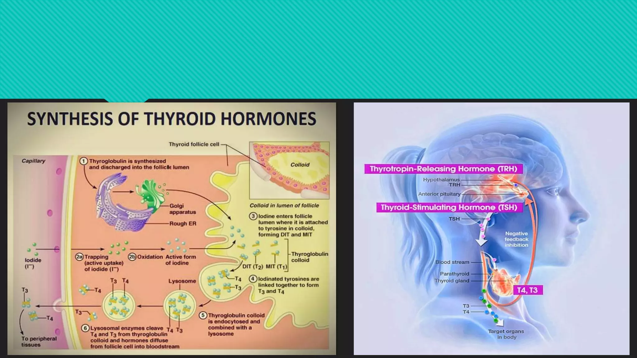 Thyroid function tests | PPTX