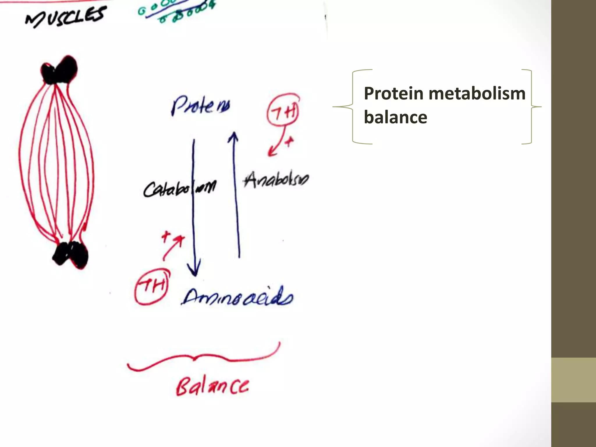 Thyroid Function Tests Pptx