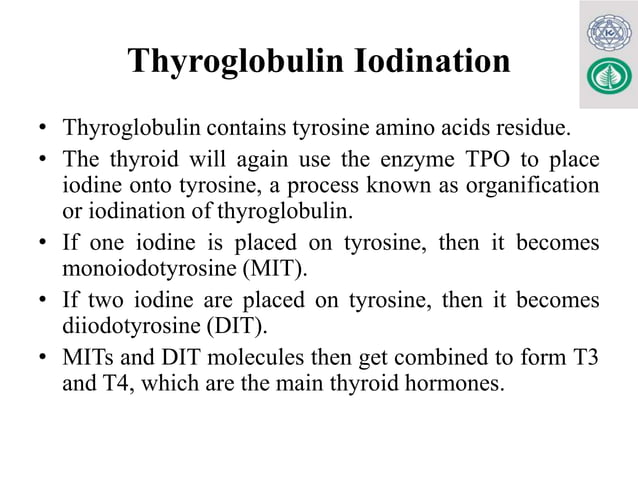 Thyroid function tests for MBBS, LAB. MED & BDS.pptx | Thyroid ...