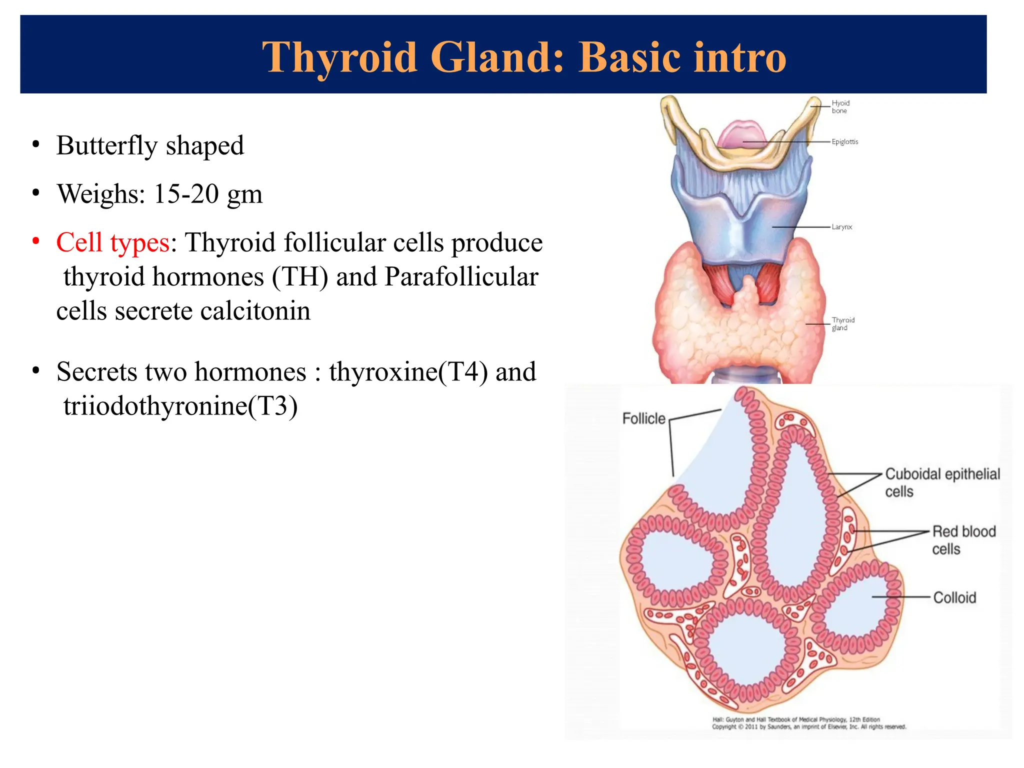 Thyroid Function Test( Thyroid Hormones).pptx
