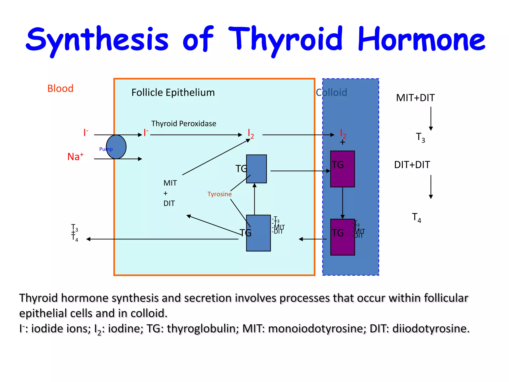 Thyroid gland | PPTX