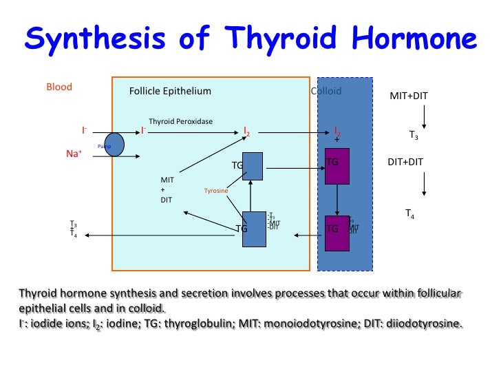 Thyroid gland