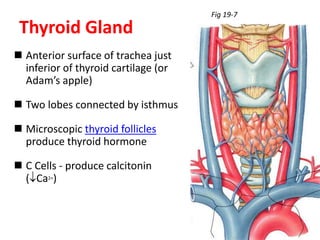 thyroidgland-120420032852-phpapp01 copy.pptx