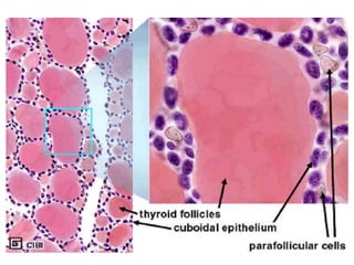 Thyroid Gland Slide Labeled Parafollicular Cells