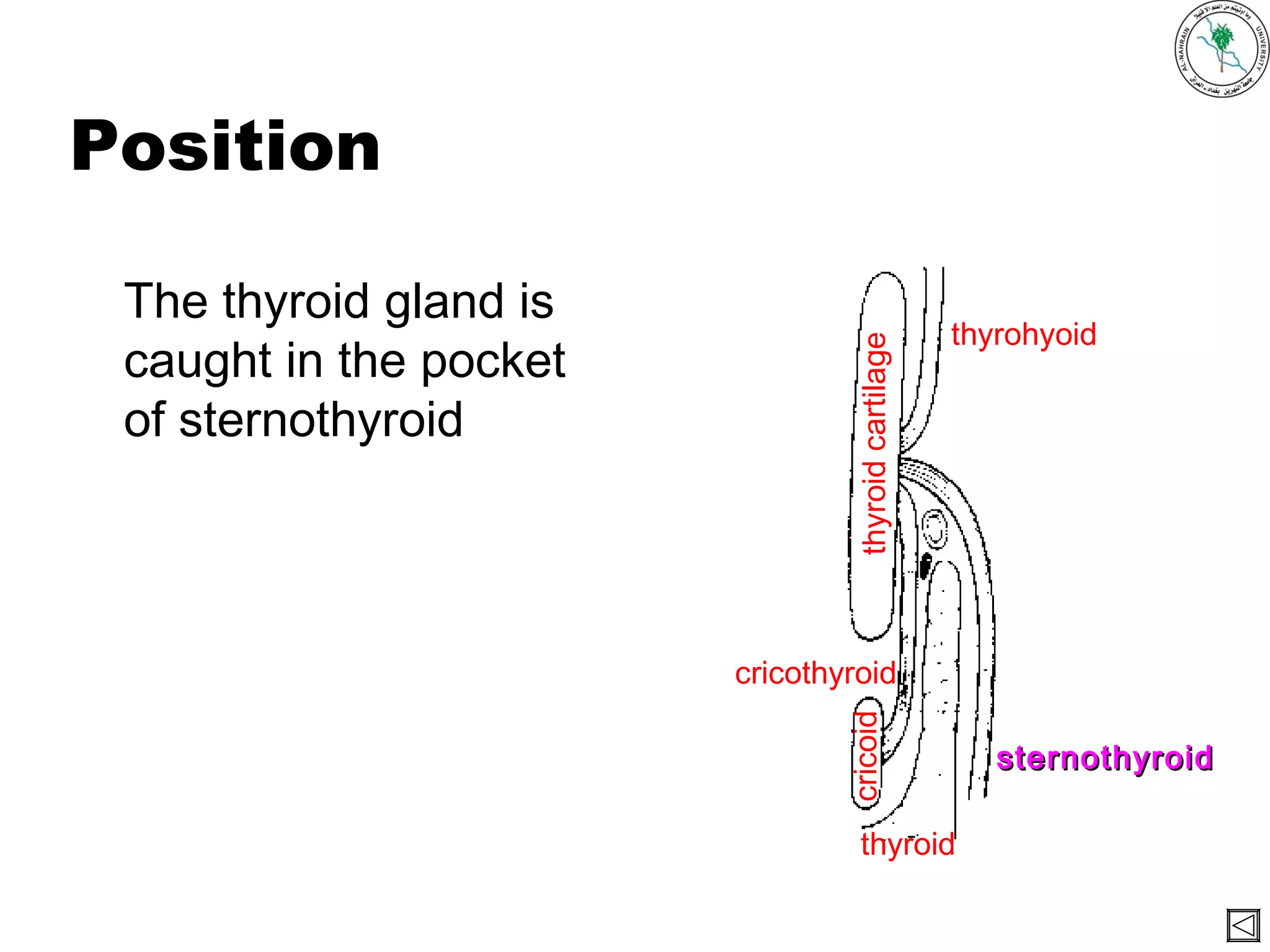 anatomy of Thyroid gland | PPT