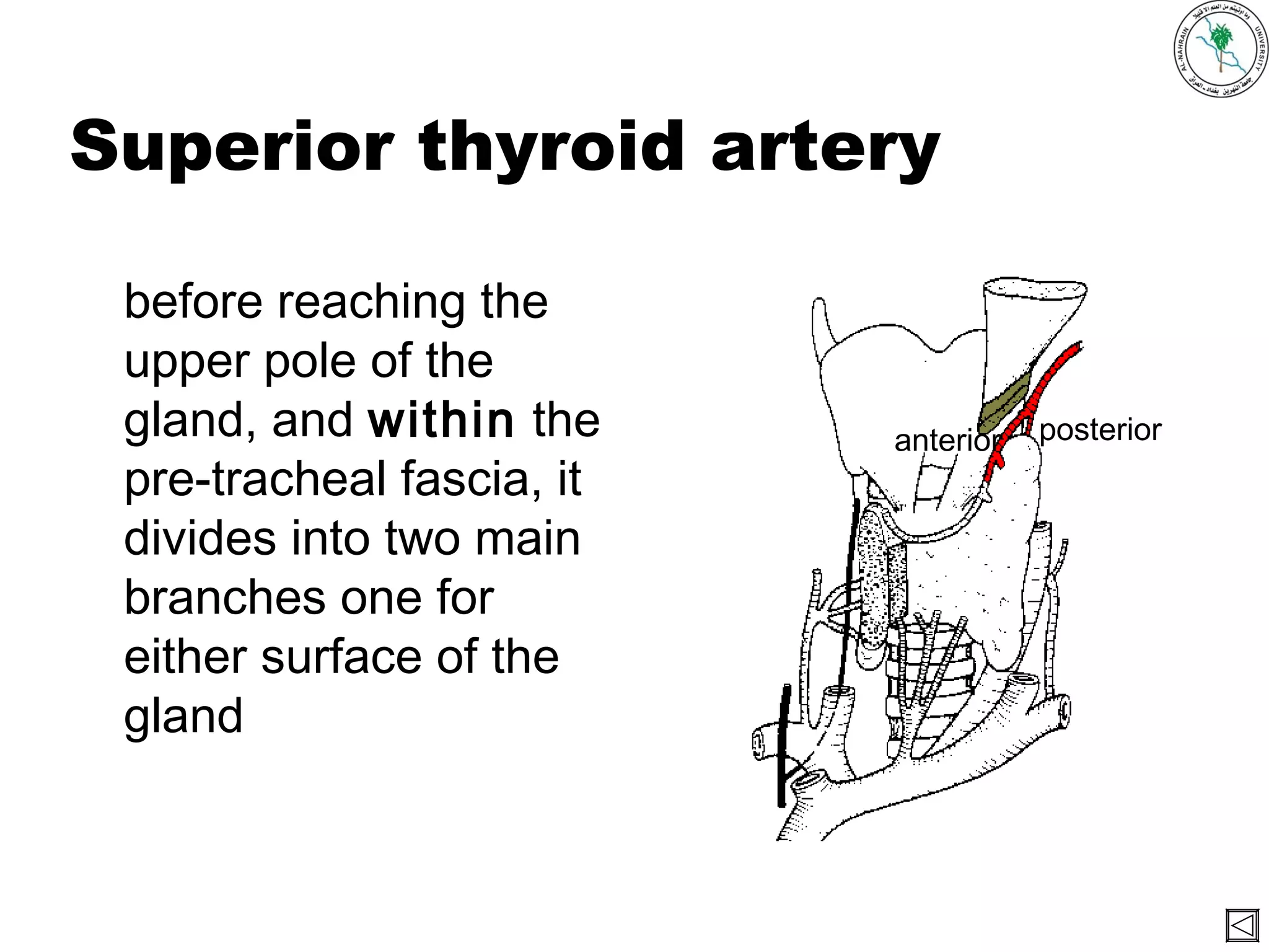 anatomy of Thyroid gland | PPT