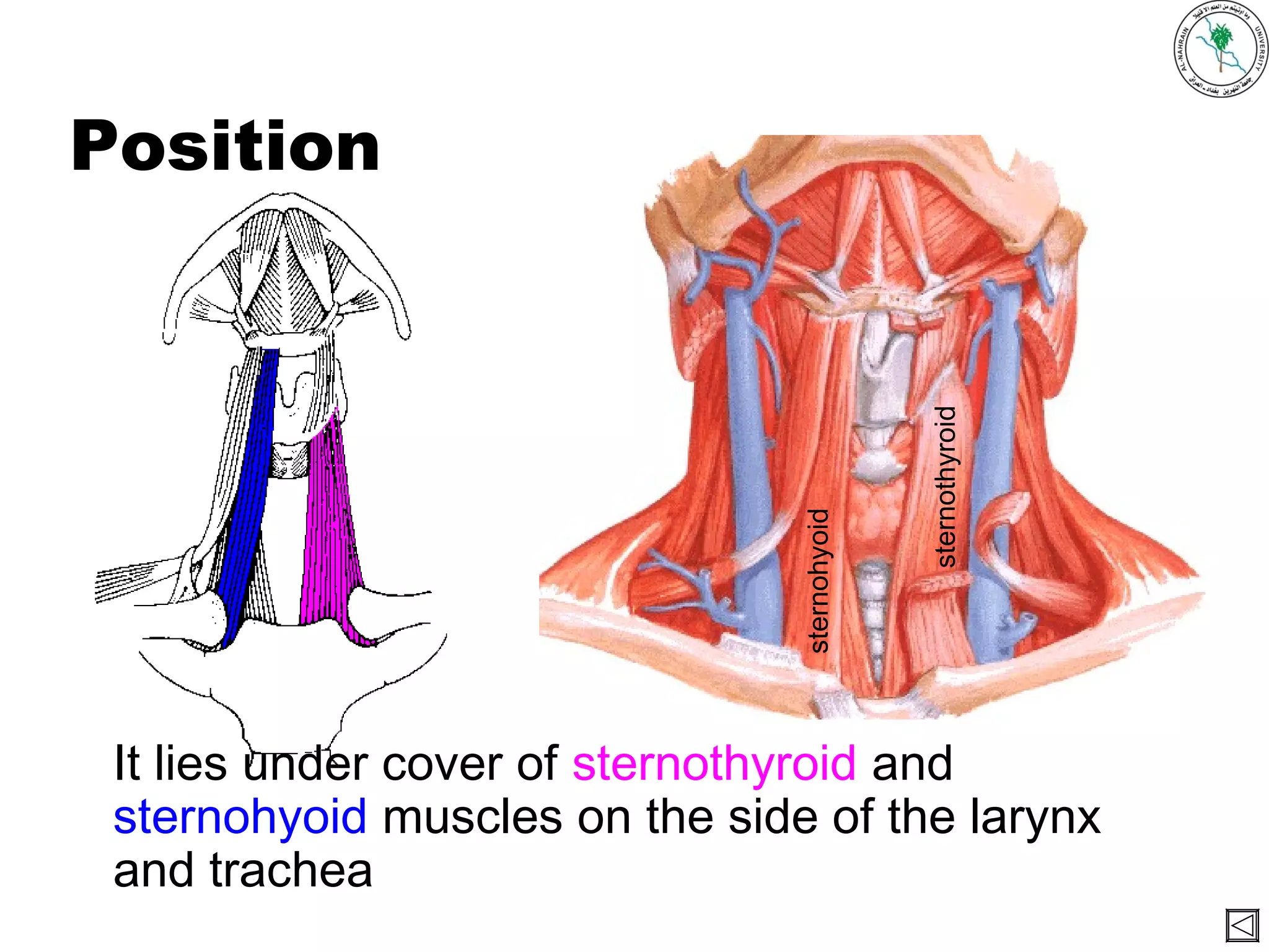 anatomy of Thyroid gland | PPT