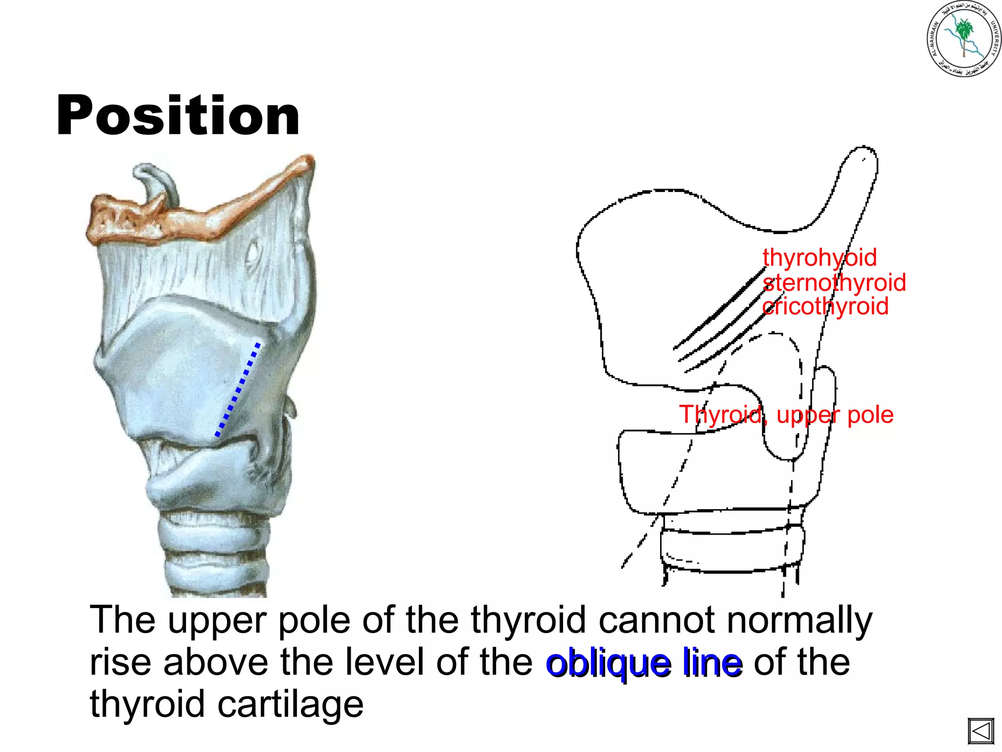 anatomy of Thyroid gland | PPT