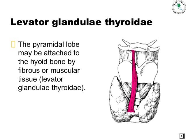 anatomy of Thyroid gland
