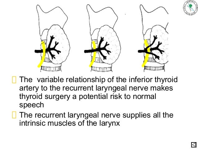 Inferior Thyroid Artery Recurrent Laryngeal Nerve Thieme: Total