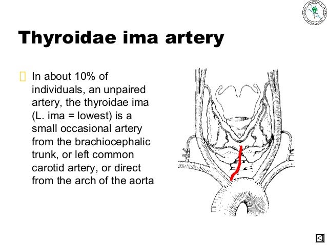 anatomy of Thyroid gland
