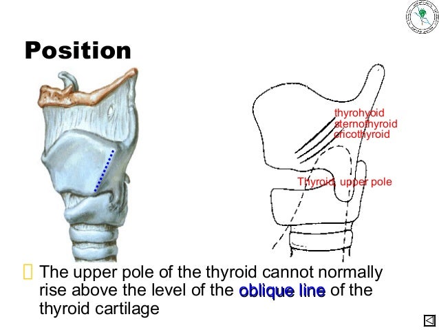 anatomy of Thyroid gland