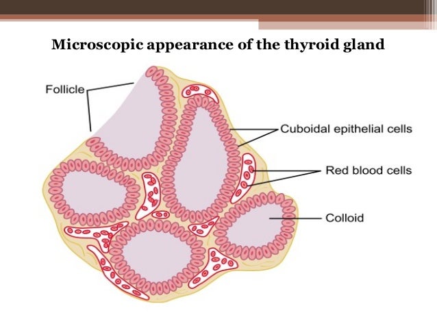 Thyroid gland