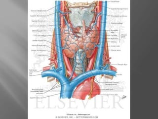 Thyroid Gland Anatomy Netter
