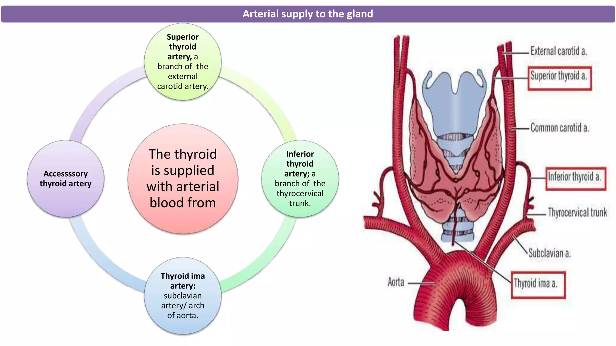 Thyroidectomy | PPTX