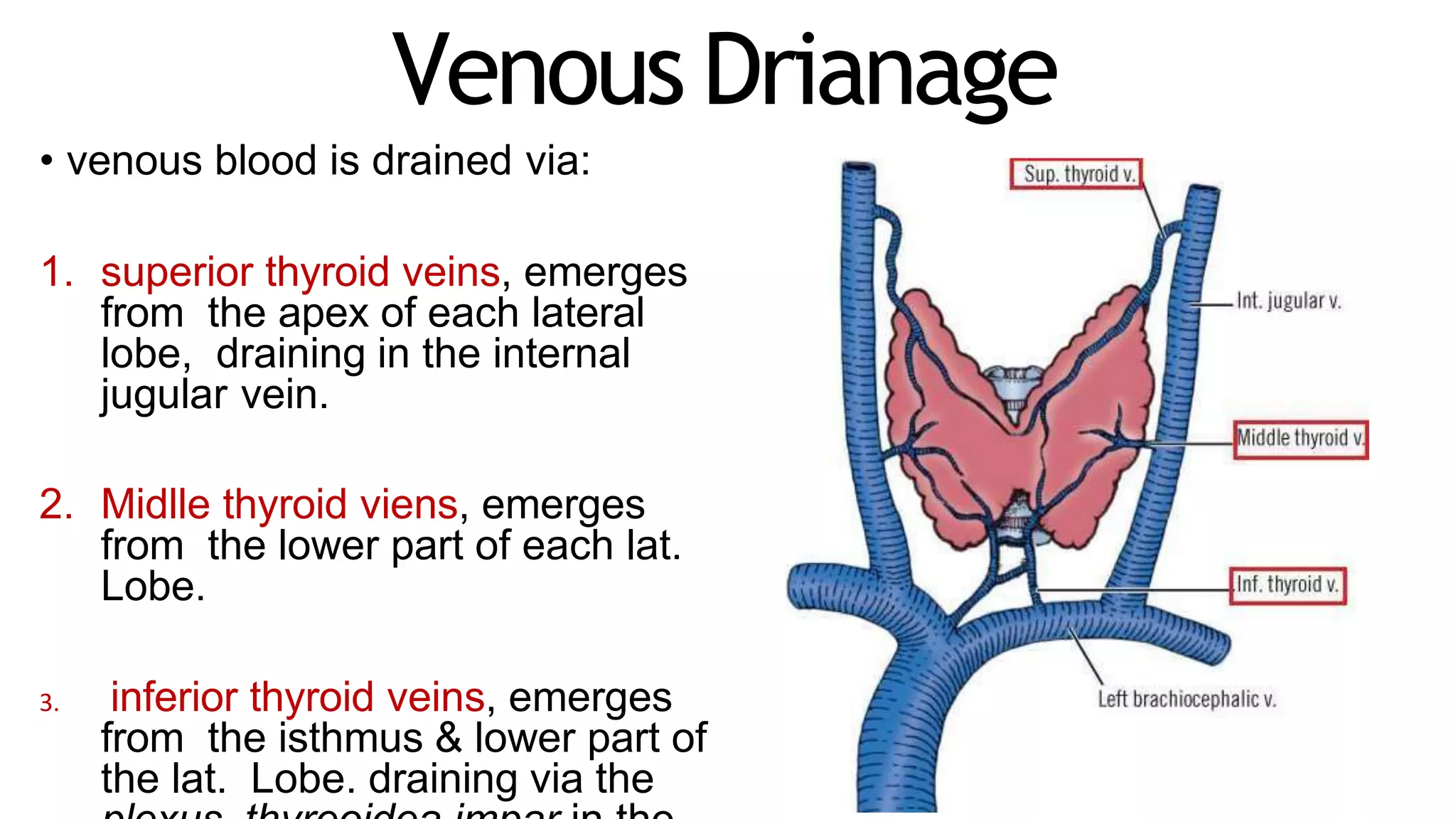 Thyroid gland surgical anatomy | PPTX
