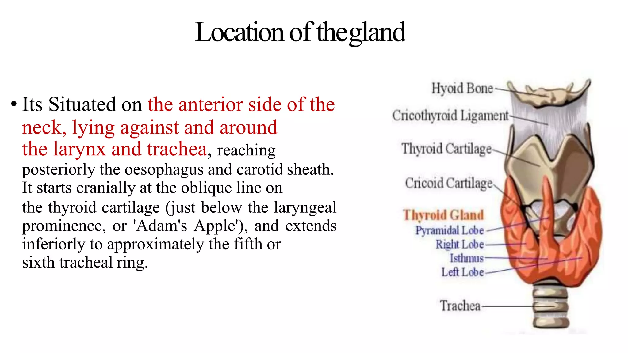 Thyroid gland surgical anatomy | PPTX