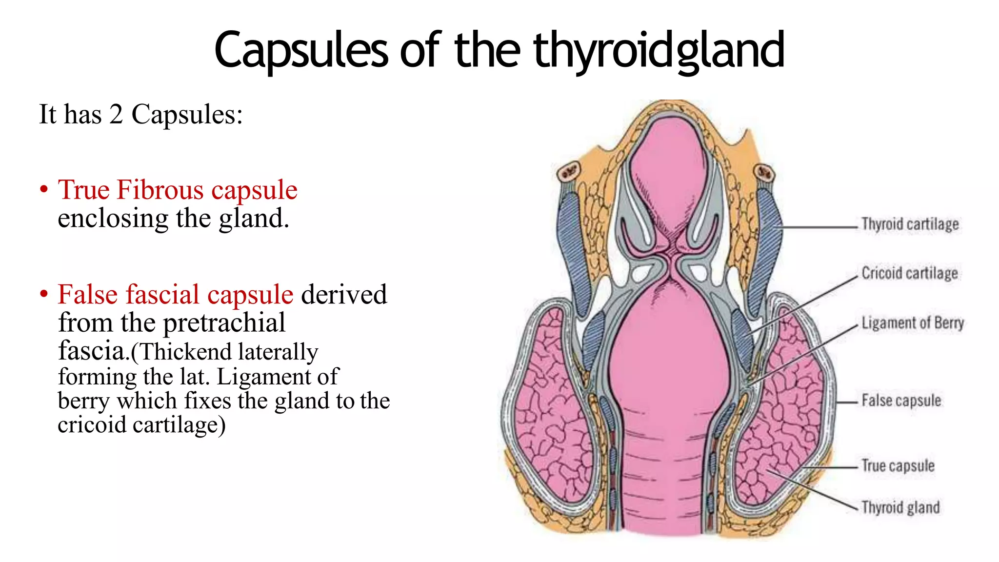 Thyroid gland surgical anatomy | PPTX